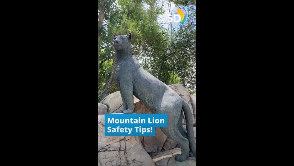 Mountain Lion Safety Tips | Inside San Diego